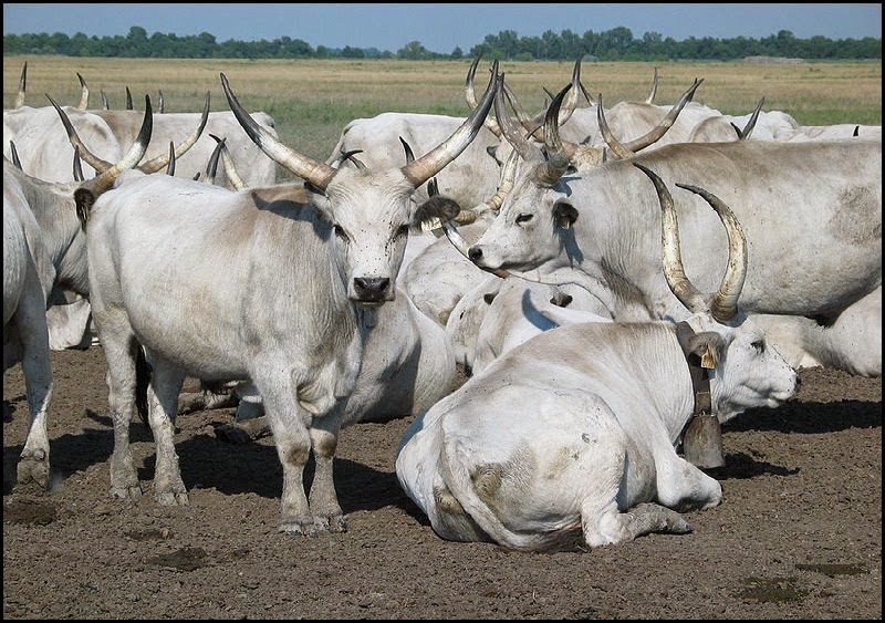 TIERRA SYLVANA: URO O TORO SALVAJE.