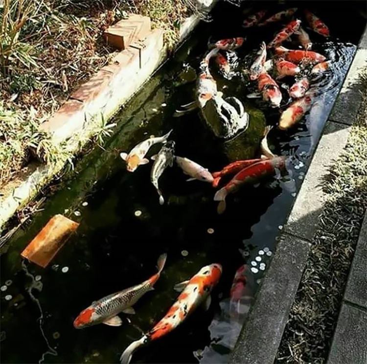 Drainage Canals is the Home of Colorful Japanese Koi Fish