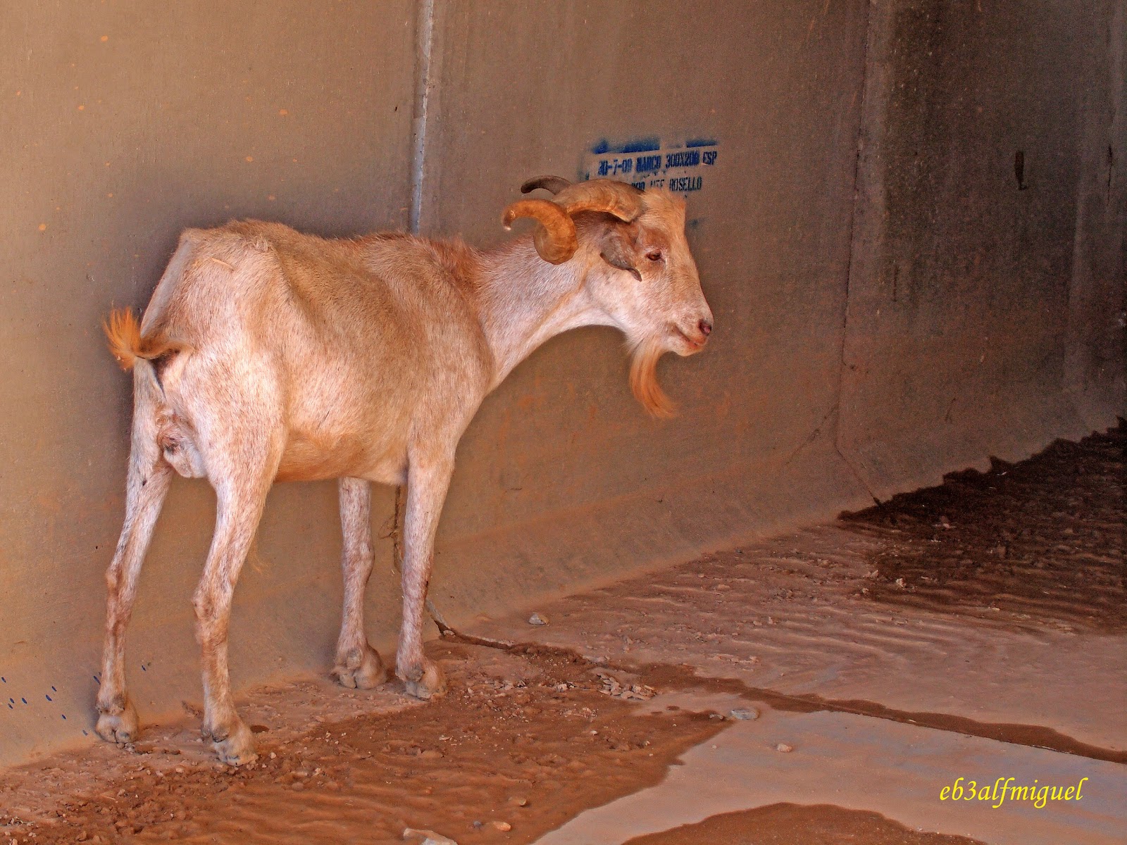 Miguel fotografia: Macho Cabrio Domestico