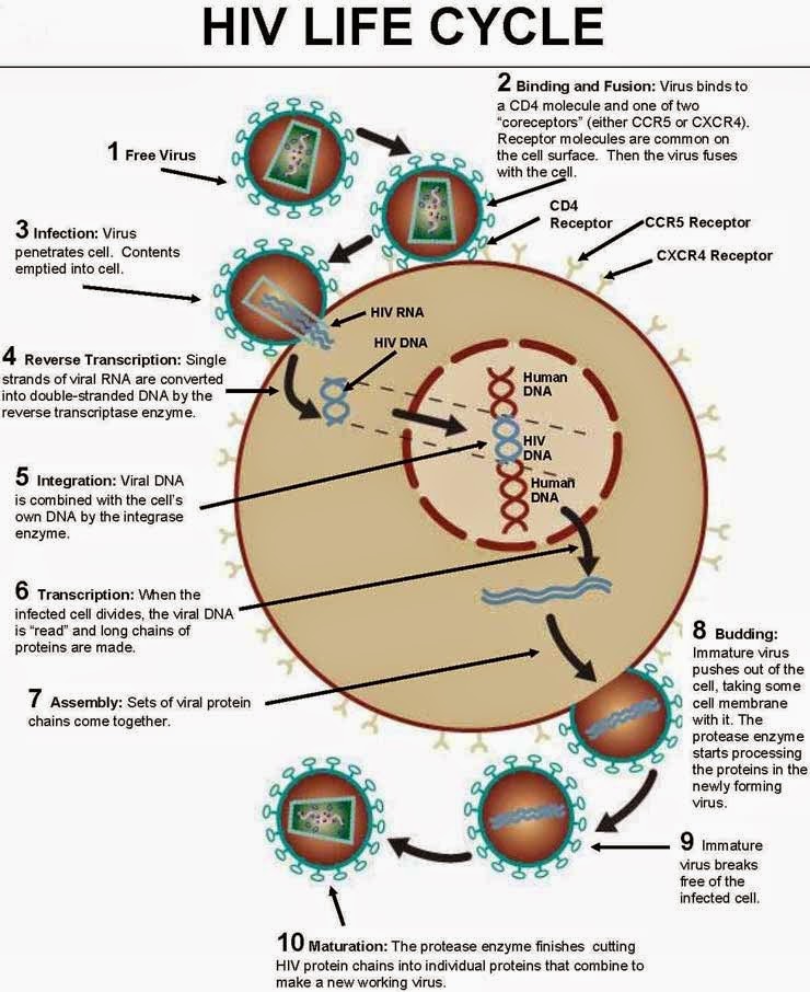 Ciencias de Joseleg: 10 CICLO DE VIDA DEL VIH