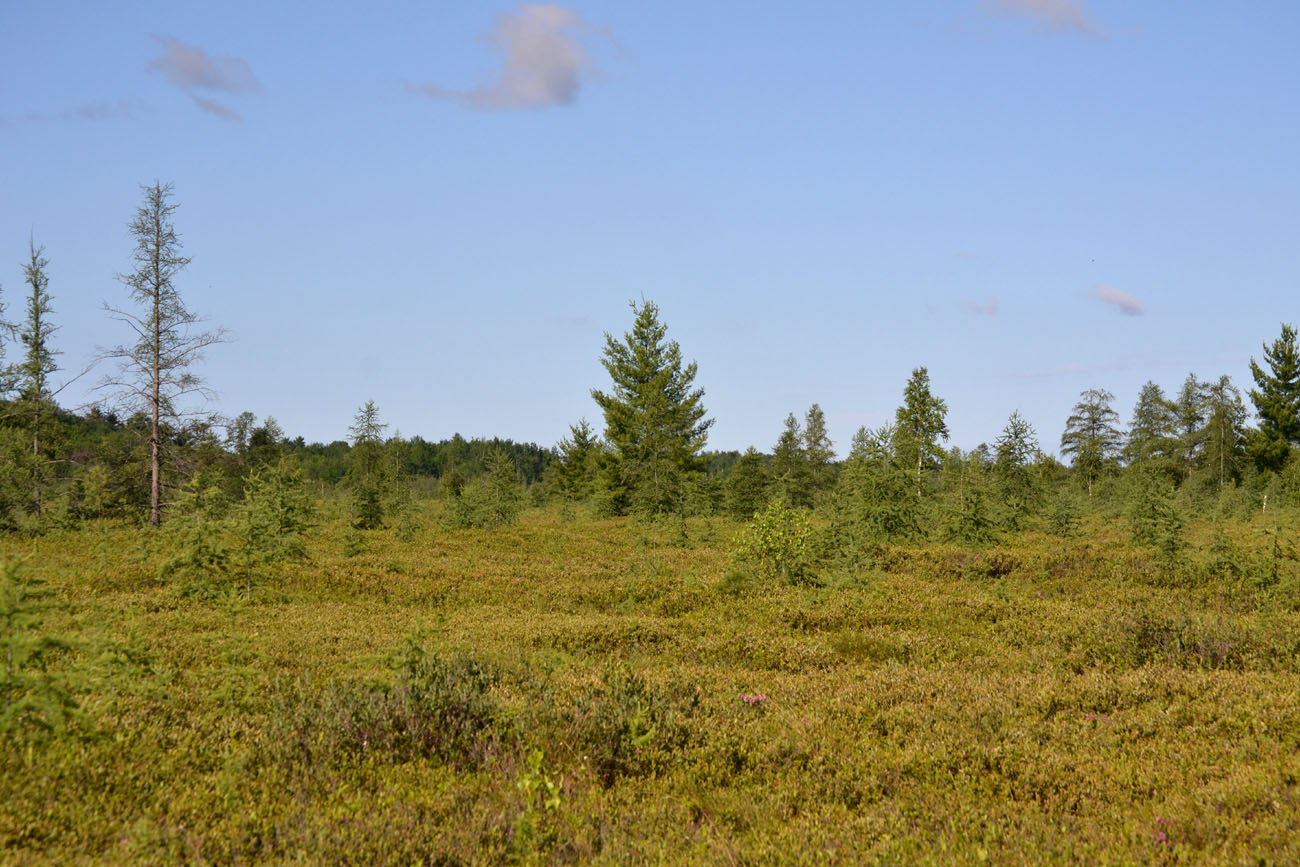 Woods Walks and Wildlife: Adventures in Ottawa, Part 3: Mer Bleue Bog