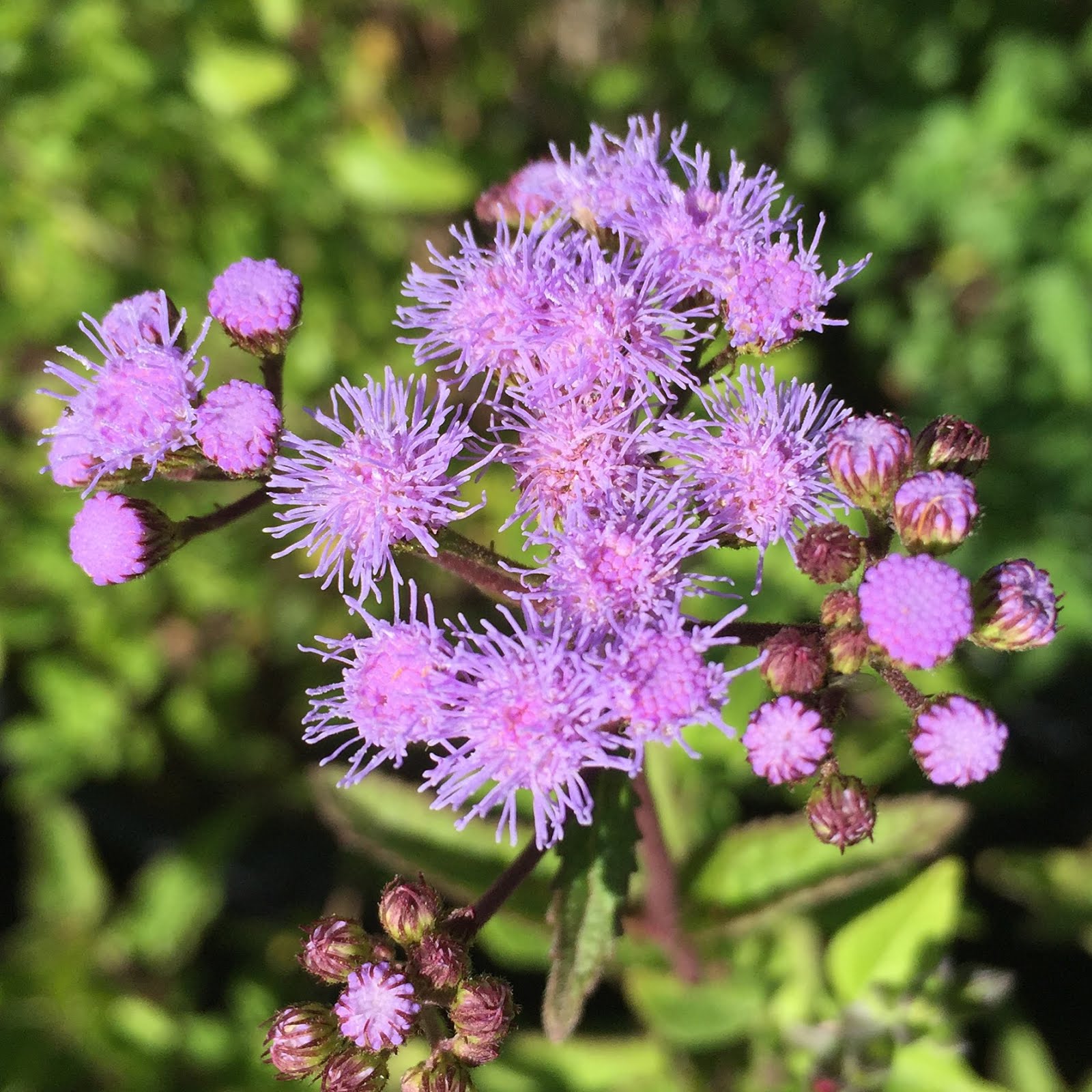 Aprille's SoCal Gardening : Blue Mistflower