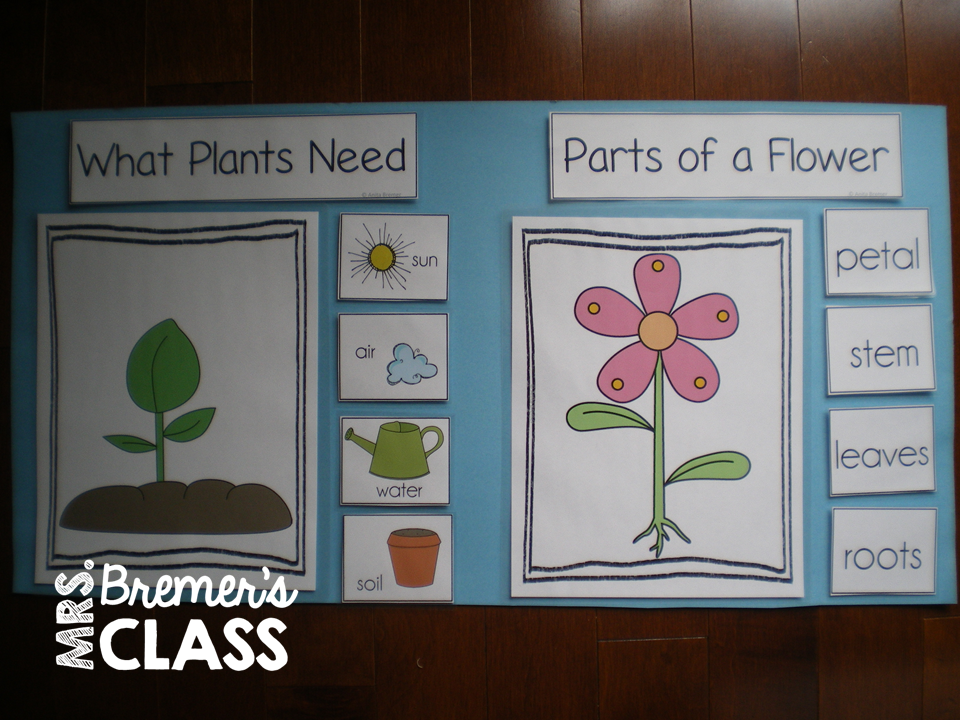 Kinder-garden- Learning About Plants and their Life Cycle | Mrs. Bremer ...