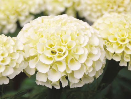 CastleAndCottageSigns: {adoring white marigolds}