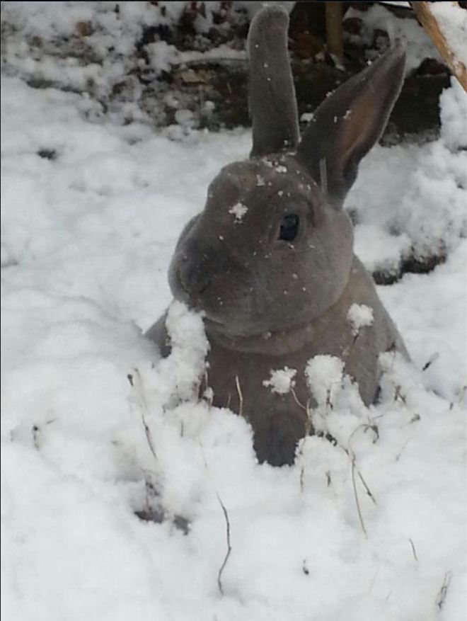 Funny animals of the week - 25 January 2013 (25 pics) | Amazing Creatures