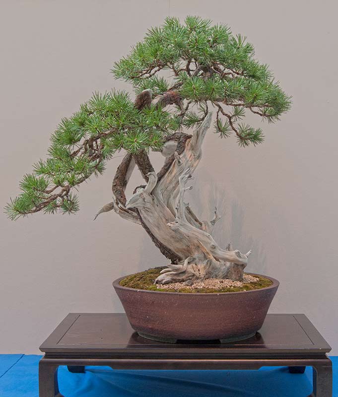 Walter's Travelogues: EBA 2011 the EBA tree exhibit #2