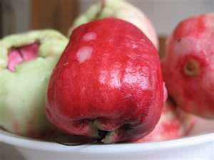 INFO DAN MITOS JAMBU KELING, JAMBU GALAH, SUNYI KAMPUNG. | AKU ANAK PAHANG