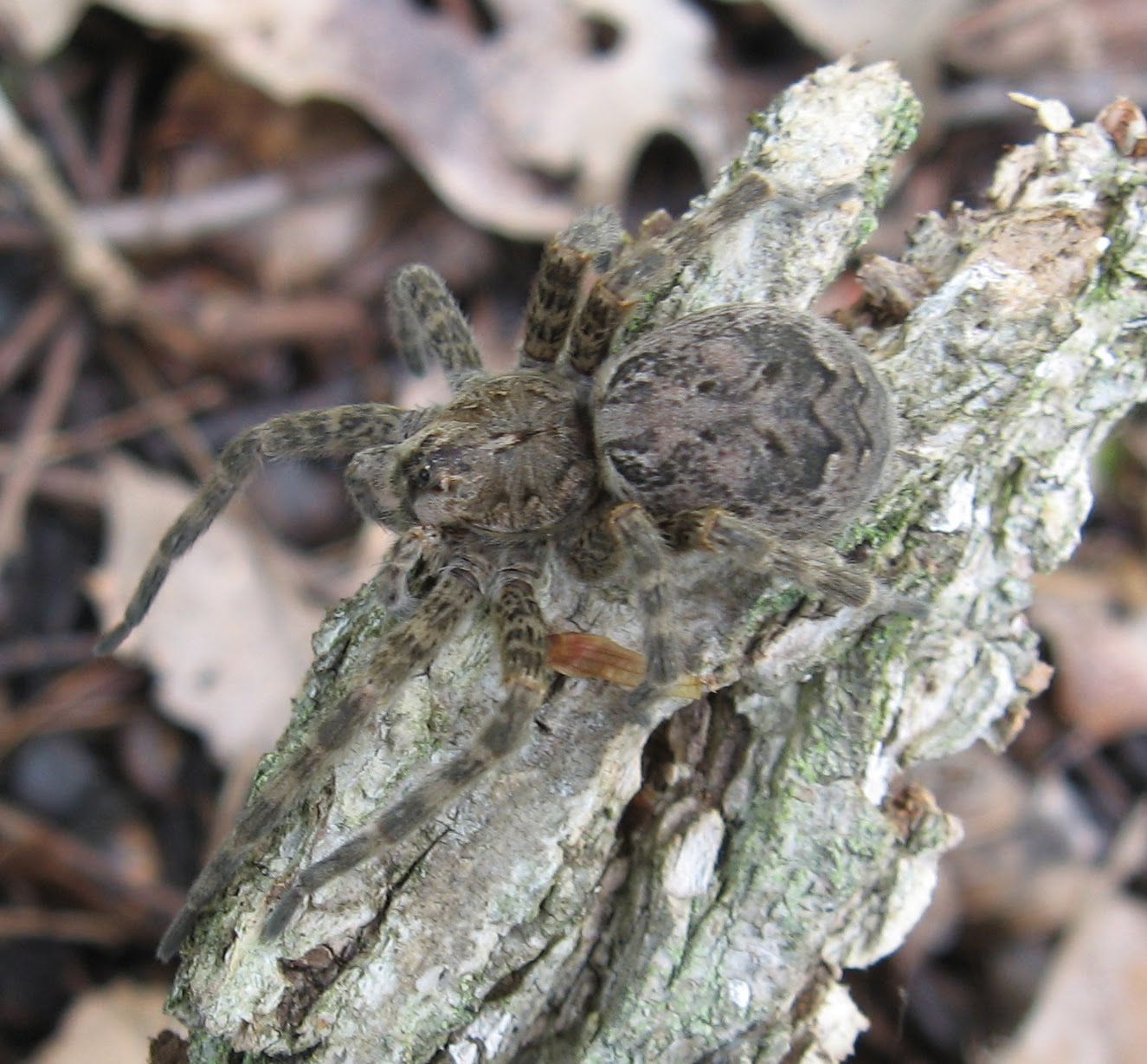 Tangled Web: Ginormous Spider