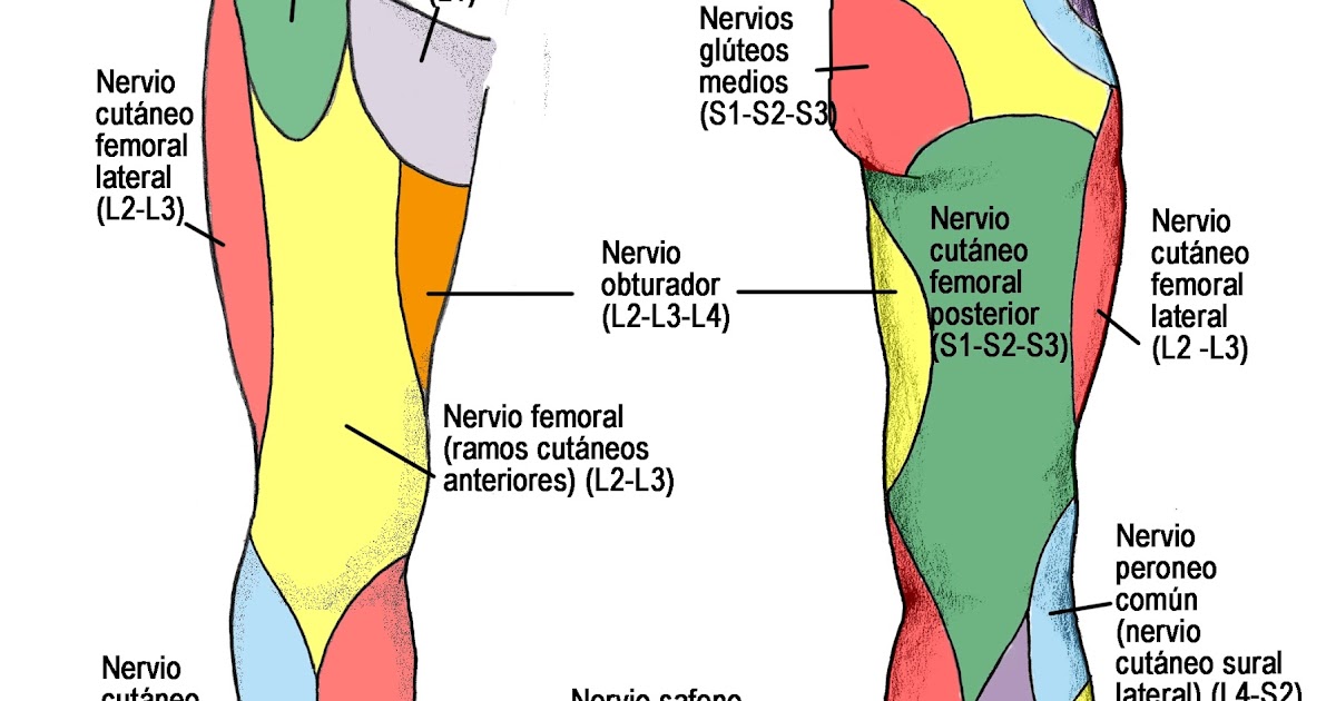 Anatomia en Taller: INERVACION SENSITIVA DEL MIEMBRO INFERIOR ...