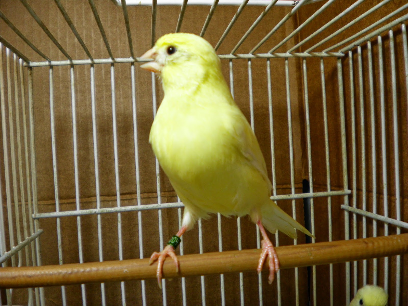 Canarios de color: marzo 2015