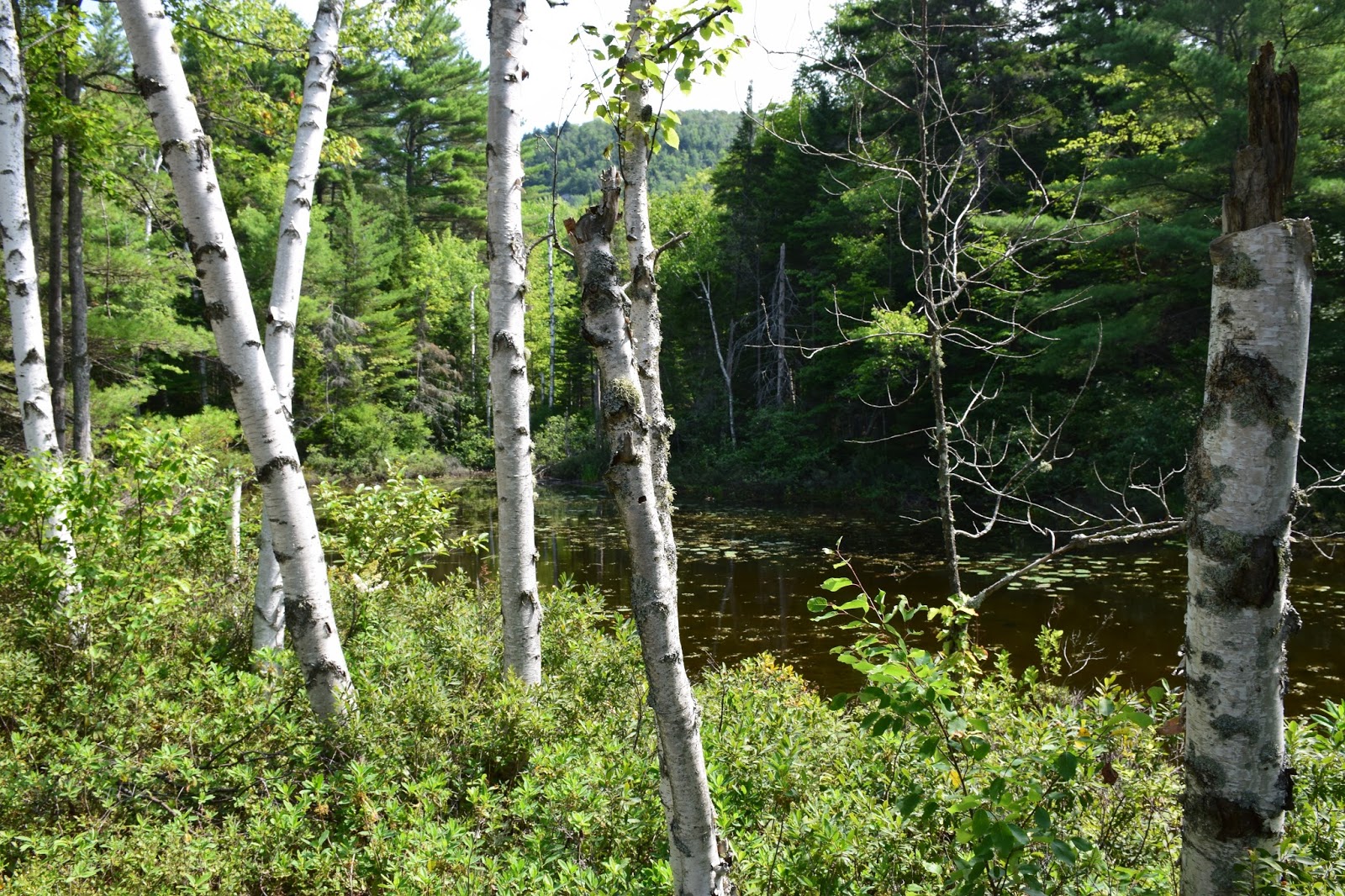 Those Who Wander: Buck Pond Campground Trail - D&H Railroad Bed
