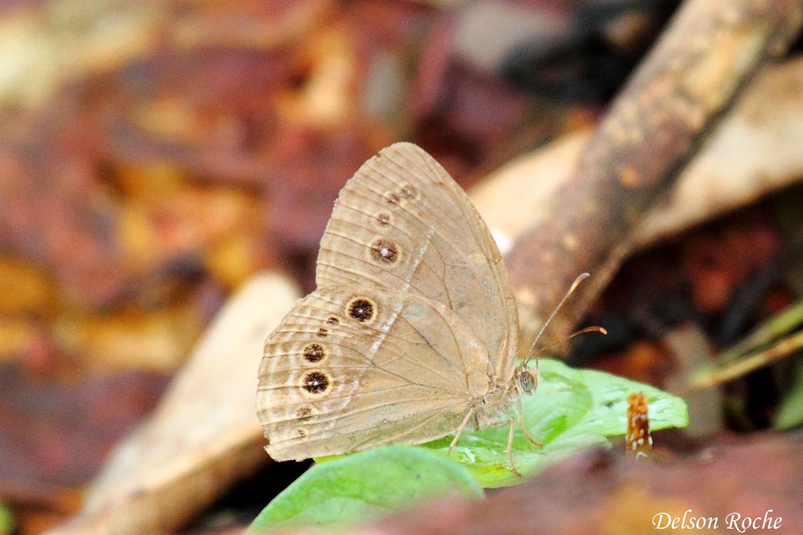 Friendly Animals: Common Bushbrown Butterfly - The Butterfly Dowry