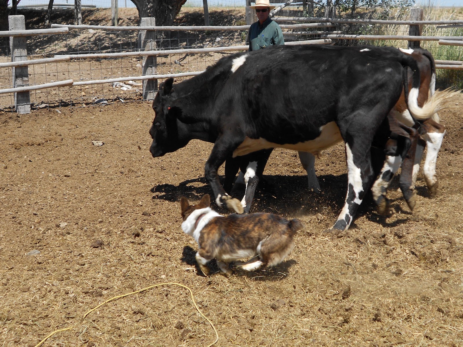 Rodeo Tales & Gypsy Trails: Woodrow, the Working Cow Dog