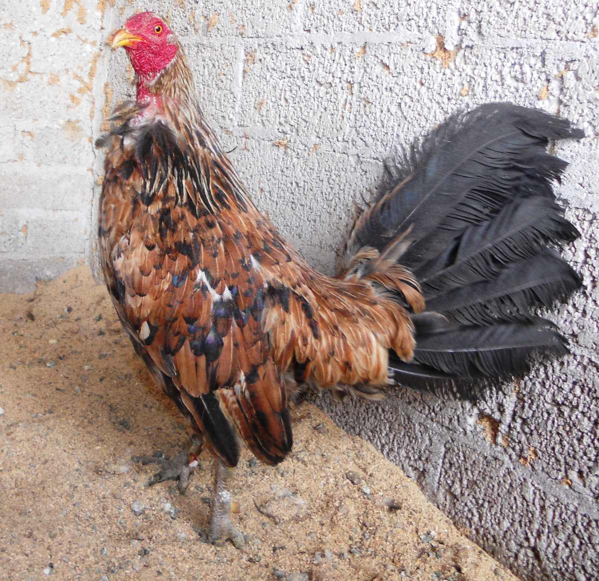 Gallinos de pelea - Imagui