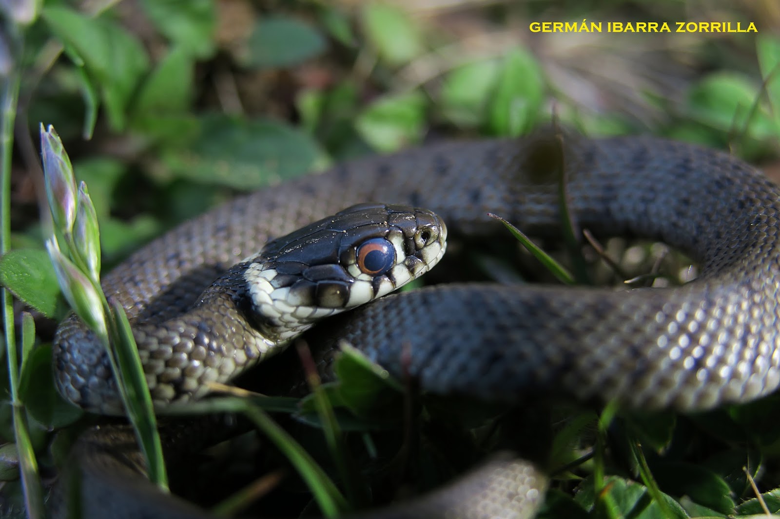 FAUNA COMPACTA el blog de Germán Ibarra Zorrilla: Culebra de collar ...