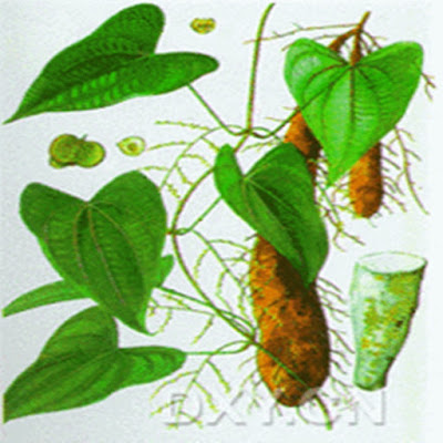 PLAAN : Ñame - Dioscorea spp.