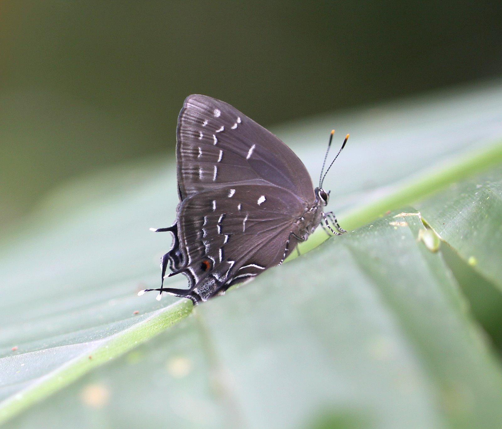 Panama Wildlife: Enos thara Thara Hairstreak Very Rare Picture