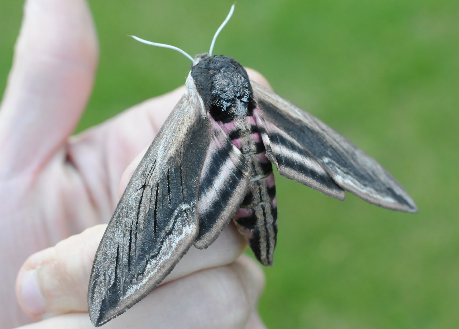 Matt Eade's Blog: Privet Hawk Moth 6/6/13