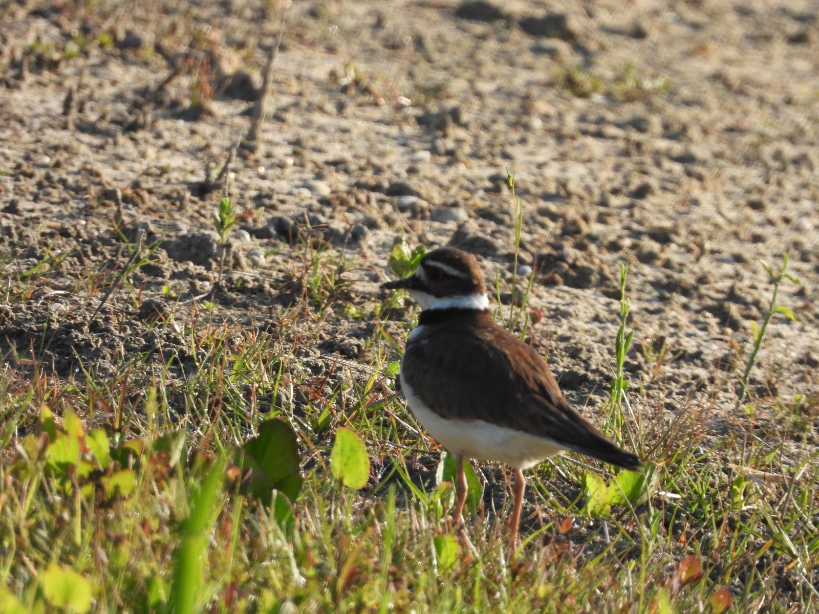 Bird & Travel Photos, Birding Sites, Bird Information: ADULT KILLDEER ...