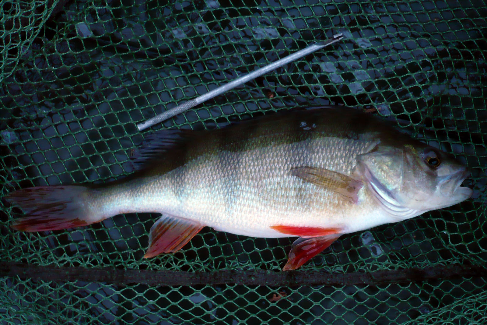 The Broads Fisherman: Another fine pair of perch