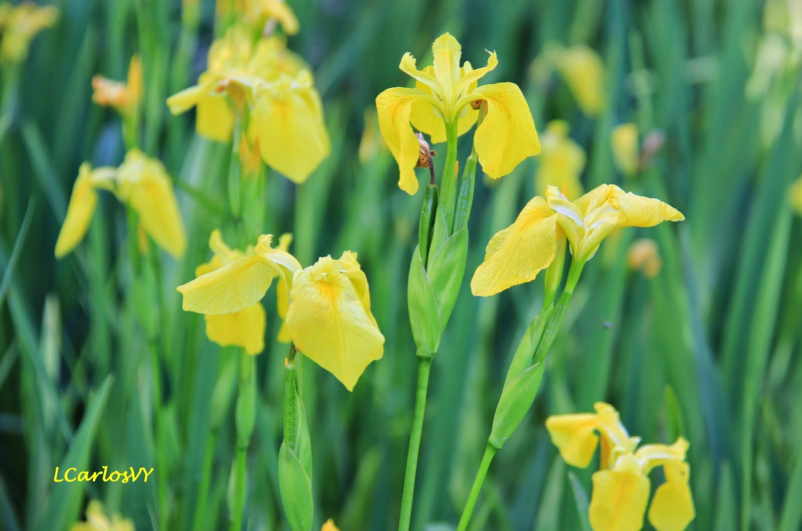 Plantas silvestres de Asturias: Lirio amarillo - Iris pseudacorus