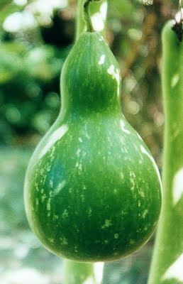 Cultura Guaraní: El porongo, calabaza de peregrino, guaje, bule o ...