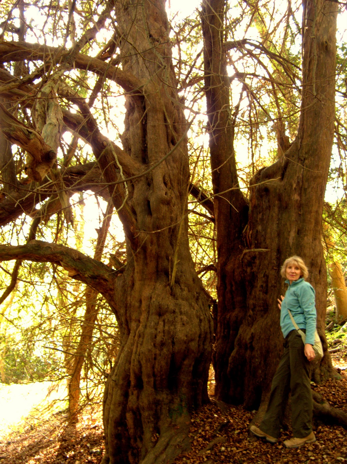 Peter Lovett's ramblings : Ancient Yew trees in the Druids Grove ...