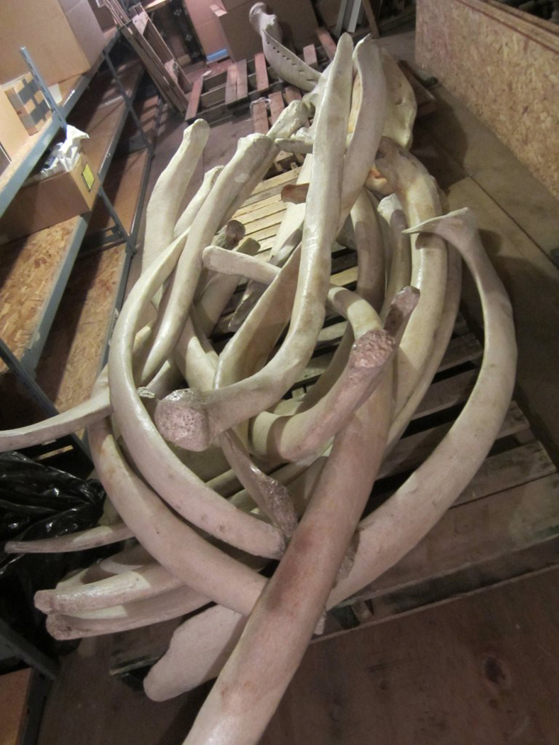 Pratt Museum Gray Whale Skeleton