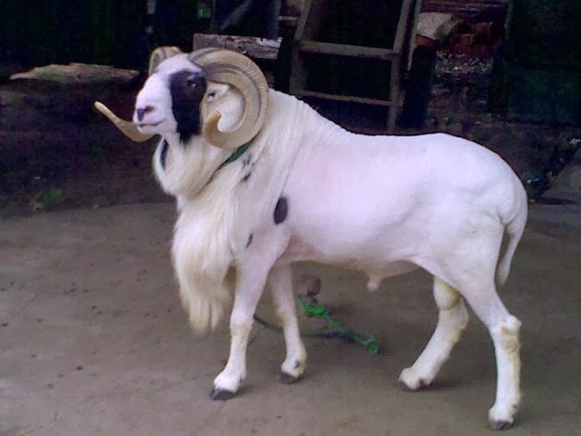 Jenis-Jenis Ternak Domba Unggul Untuk Pedaging ~ Gantangan News