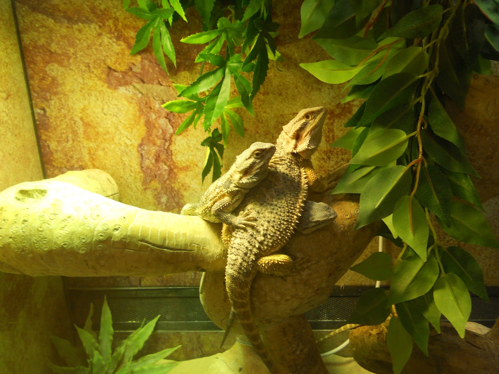 Motley Monroe's Crystal Maze