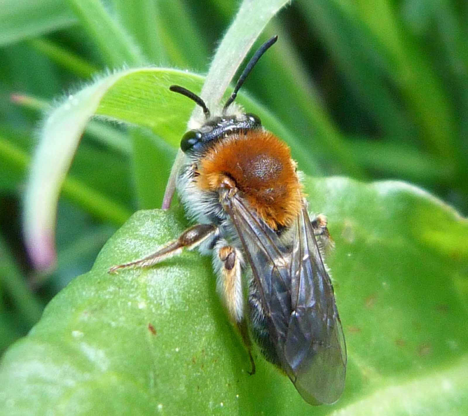 Insects of Scotland: Bees/Wasps/Ichneumons/Sawflies/Ants