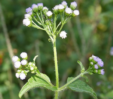 6 Khasiat Bandotan Untuk Kesehatan Dan Dunia Pengobatan | Khasiat