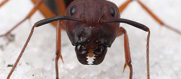 Vardagstugg: Myrornas krig