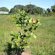 Luntian Farm: White Lauan (Shorea contorta) trees in Luntian Farm