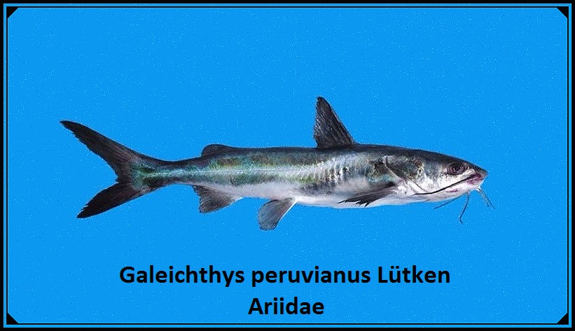 Caminantes del Desierto: LOS PECES EXTINTOS DE ANTOFAGASTA
