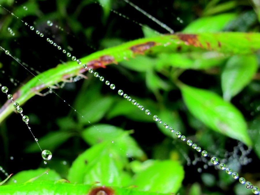 Nature Wonders Gershonized: Papua New Guinea Plants and Insects 9_2011