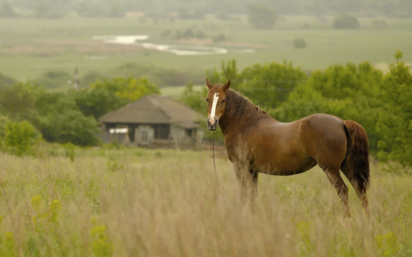 HD paarden wallpapers en foto's