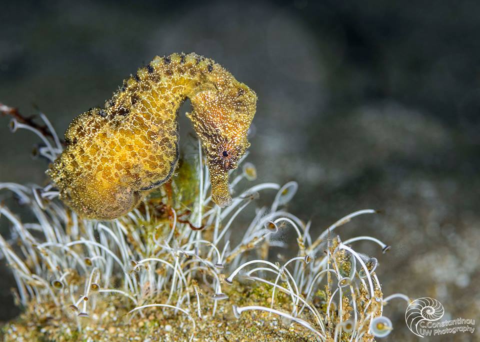 Biodiversity of Cyprus by NGO Protection of the Natural Heritage and ...