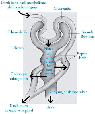 Belajar Matematika Simpel: Pintar Pelajaran Reabsorpsi Pada Proses ...