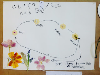 Wonders in Kindergarten: A honeybee inquiry: The importance of noticing ...