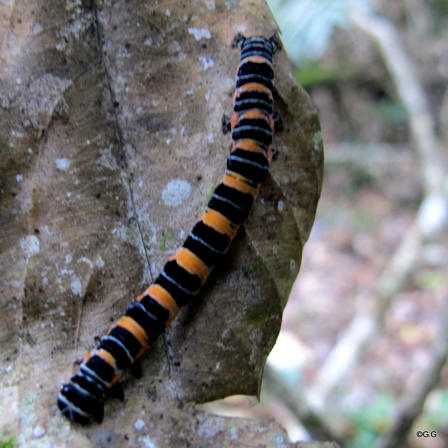 Nature Wonders Gershonized: More New Guinea insects זחלים עכבישים ...