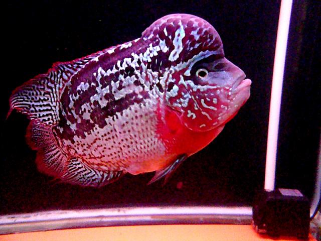 Flowerhorn The Hybrid Cichlids: King Kamfa 4