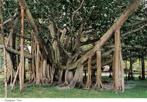 Growing a Banyan Tree