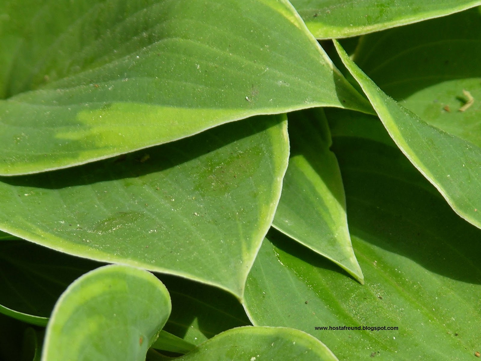 Hosta - Funkie - Meine Funkiensammlung und mein Garten.: Hosta Abby