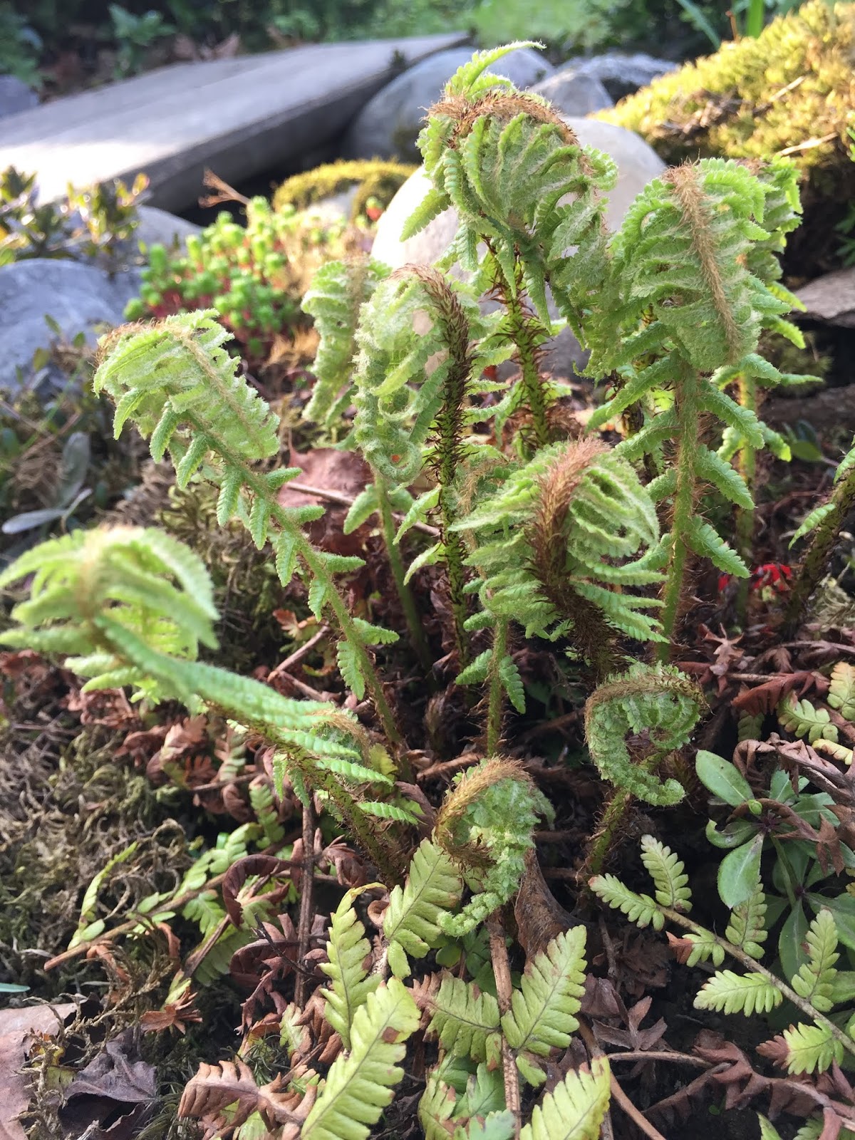 Fot i mose: Bregnetema -'Bregnomani'