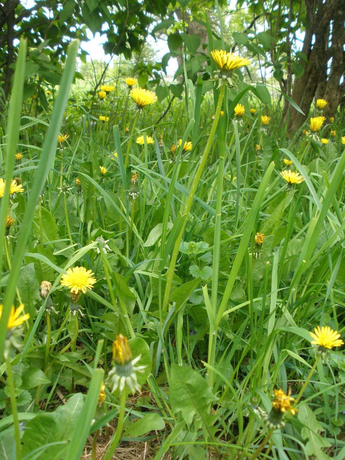 Harvest Moon by Hand: Dandelions - Outdoor Hour Challenge Spring Series #4