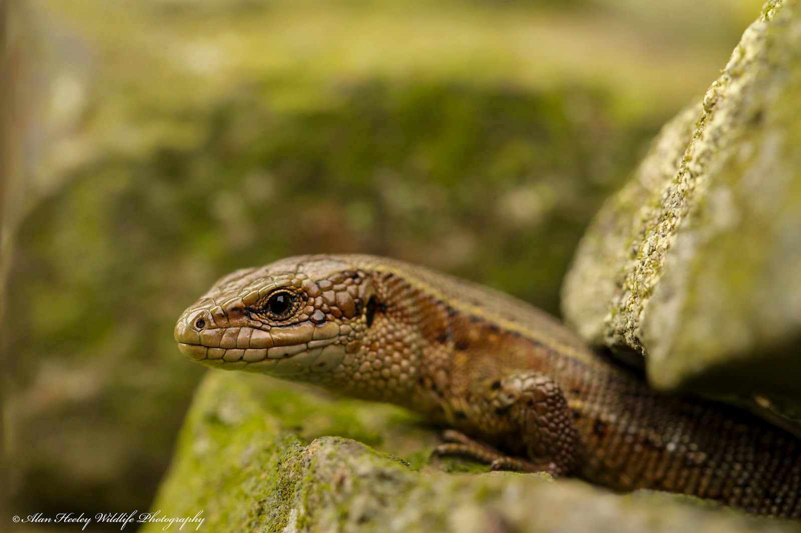 Alan Heeley Wildlife Photography: Common Lizard