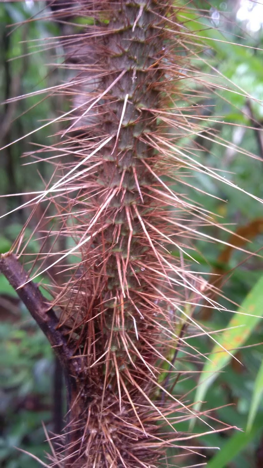 Fork It, Let's Travel!: Daintree Rainforest National Park