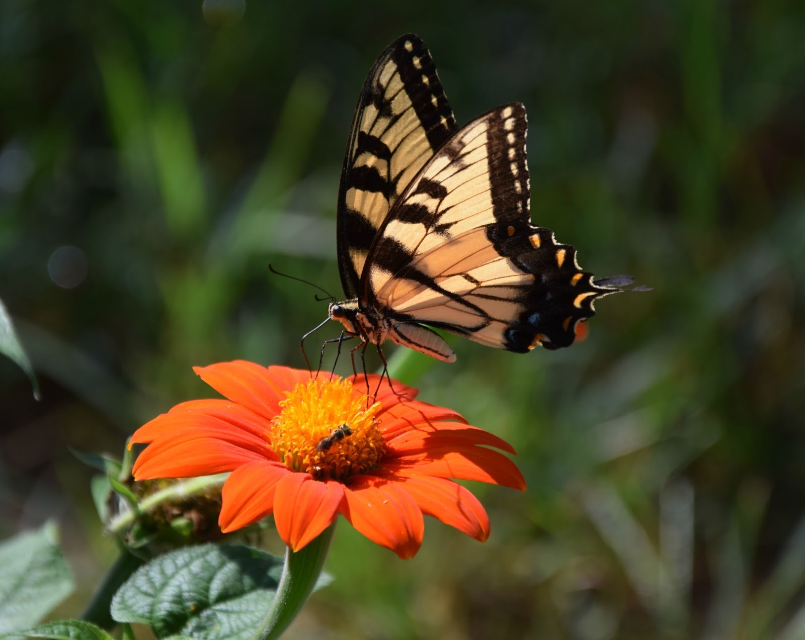 Using Georgia Native Plants: Butterflies and Blooms