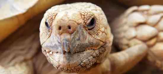 Swiat Zolwi: Żółw stepowy